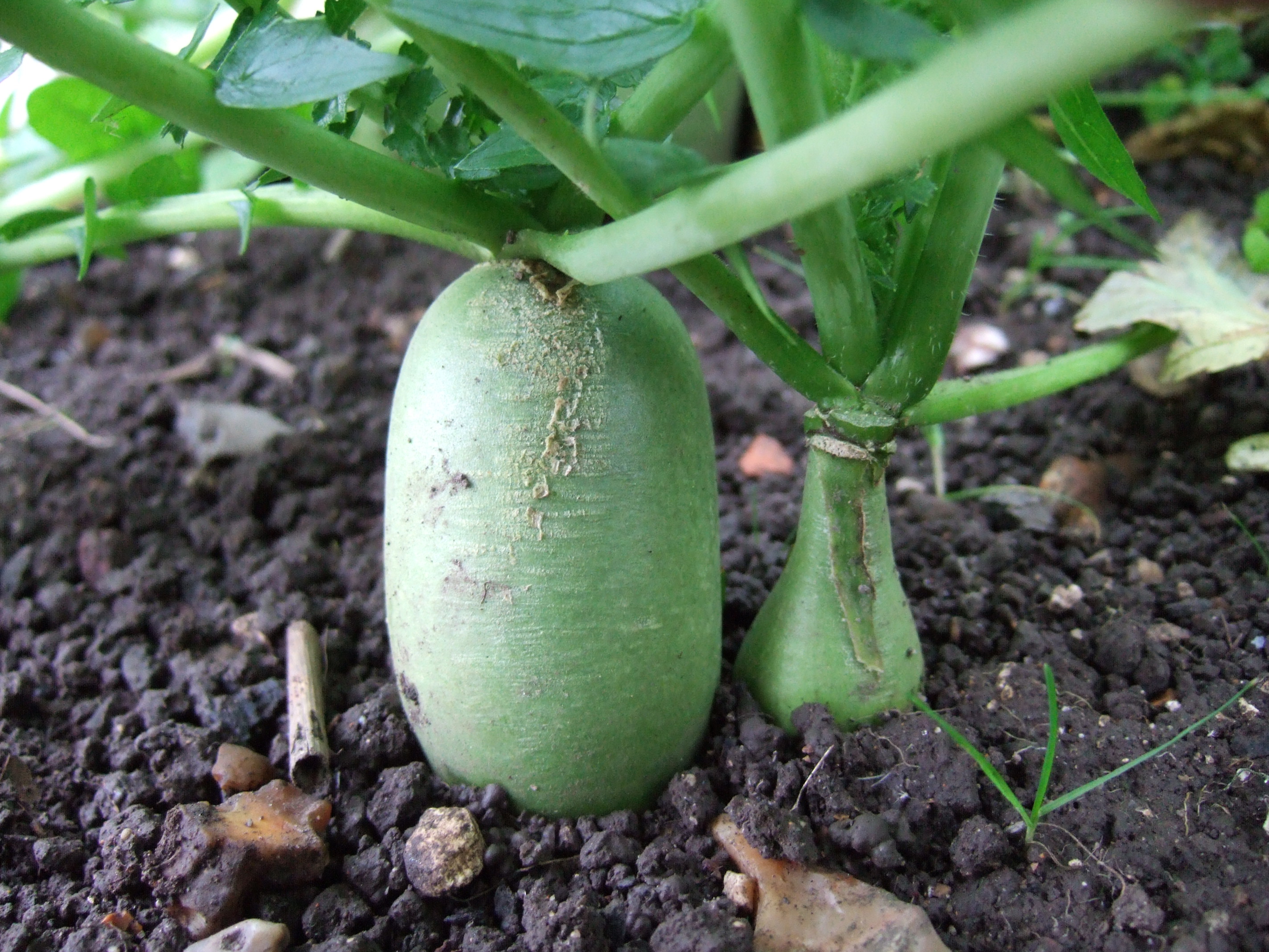 Daikon colours at NamaYasai LLP - Japanese Vegetable Growers in the UK