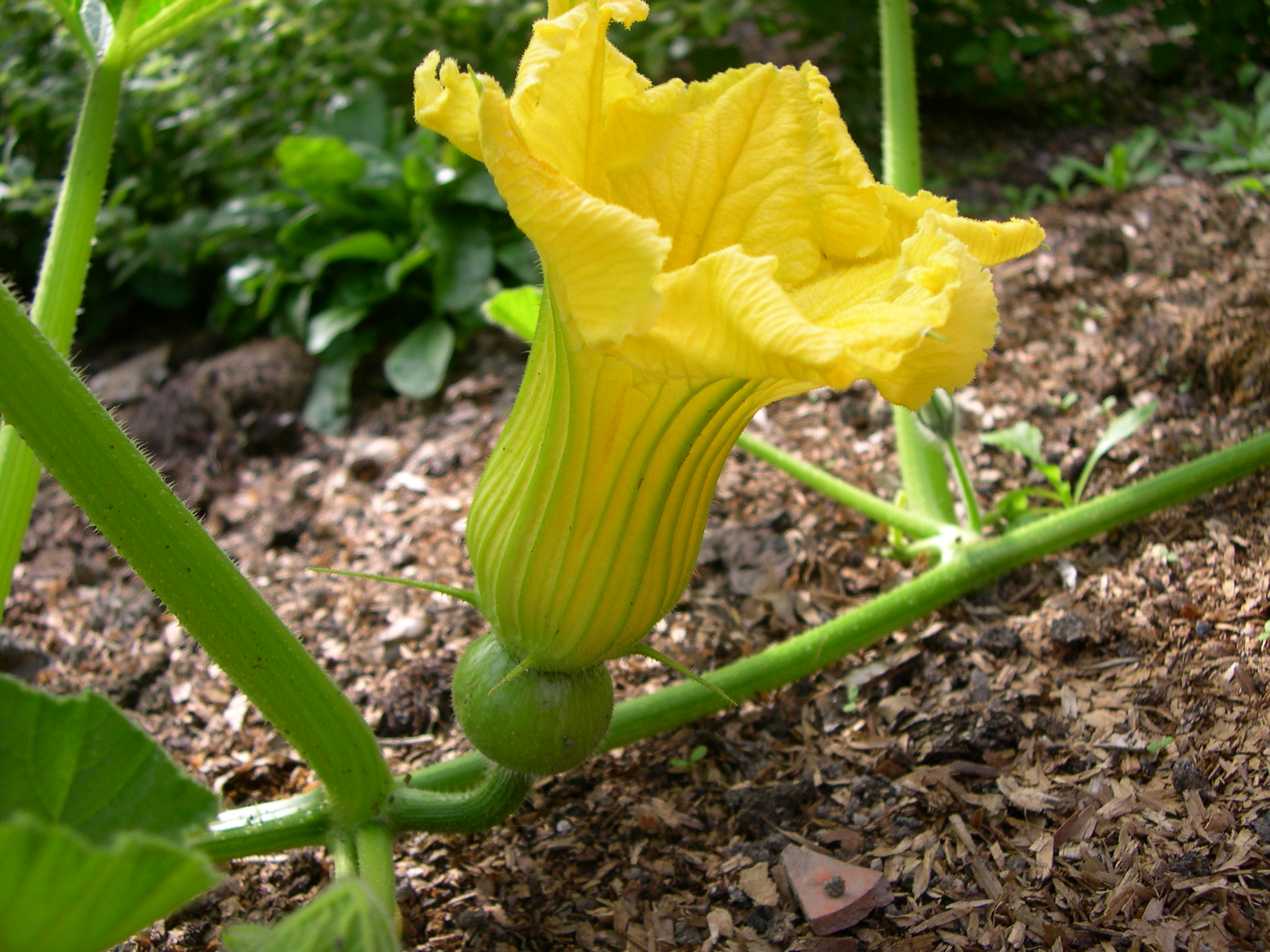 Are Kabocha Flowers Edible at Johanna Reed blog
