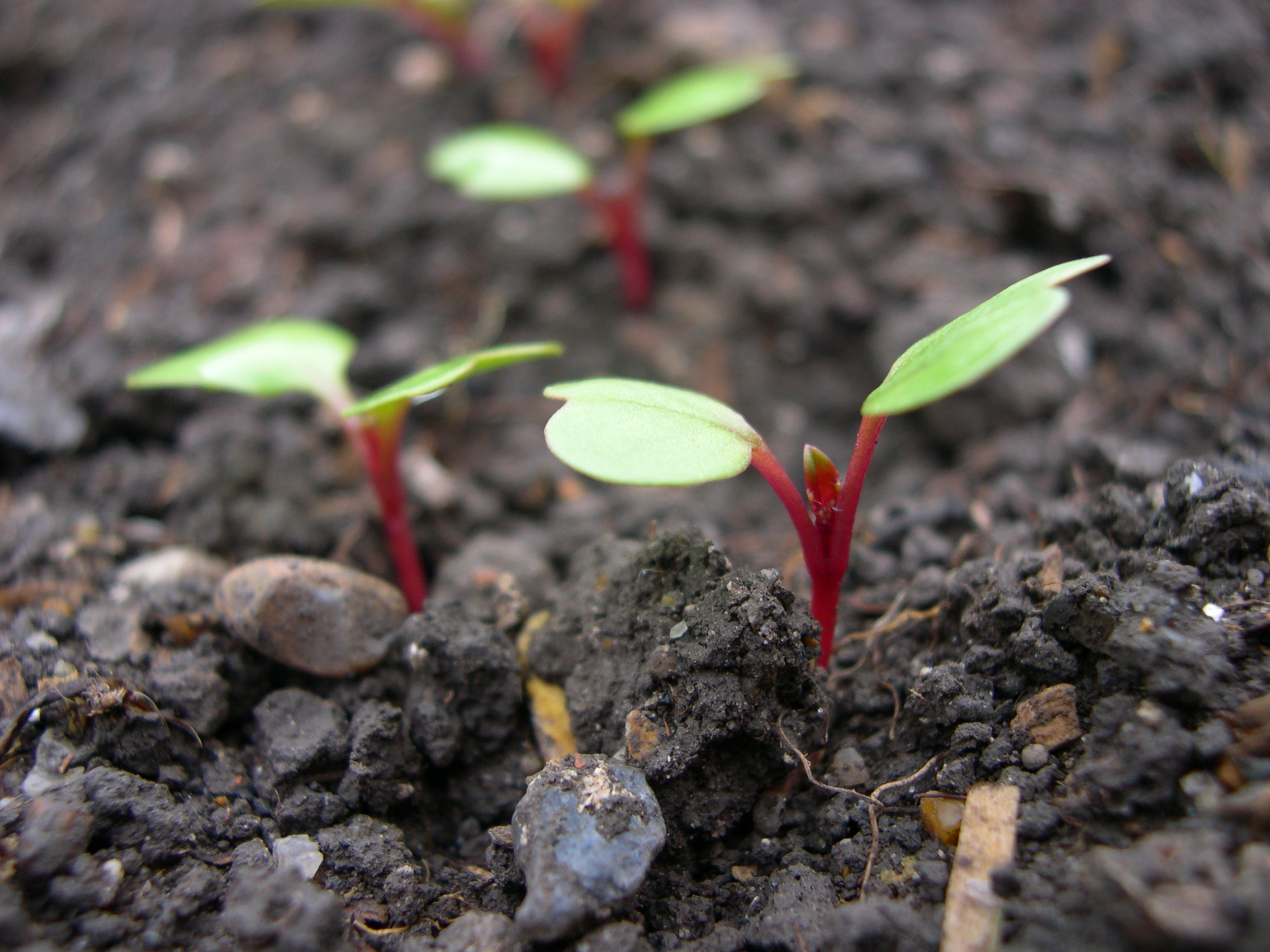 Red Kabu at NamaYasai LLP - Japanese Vegetable Growers in the UK