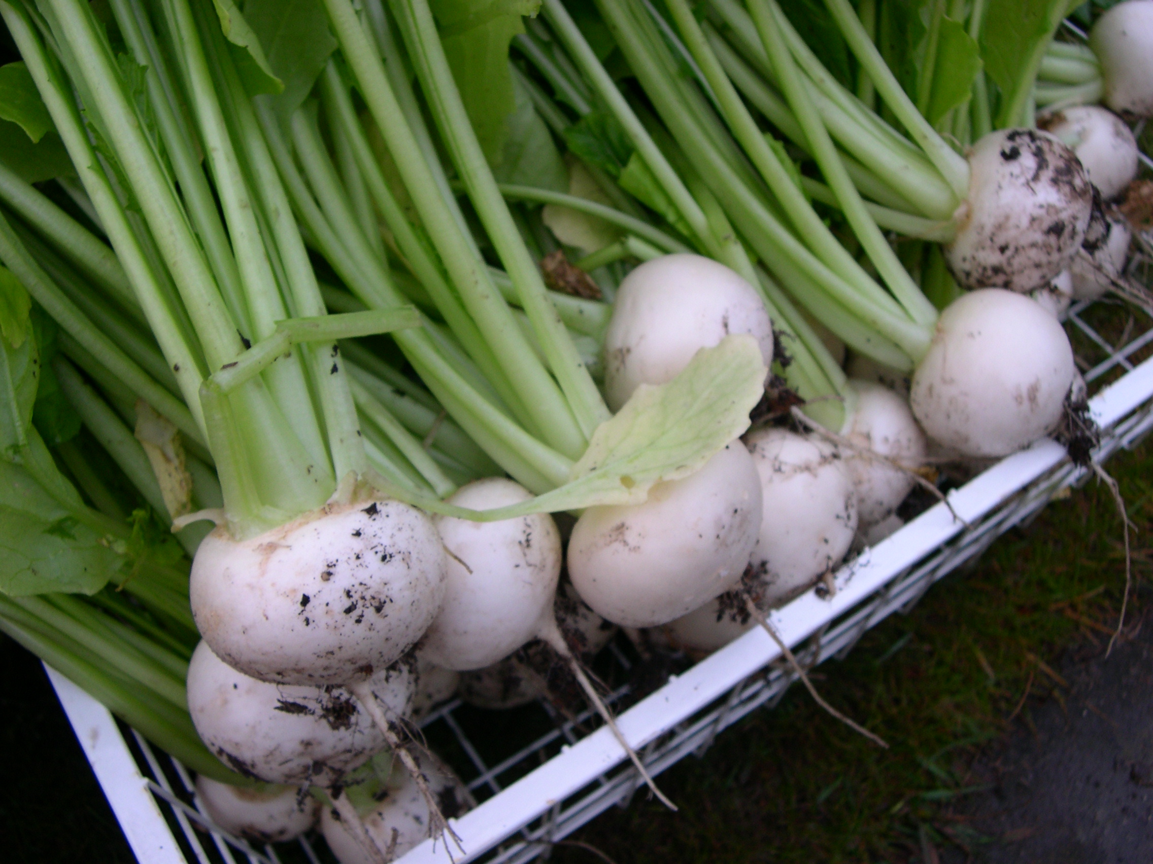 Kabu at NamaYasai LLP - Japanese Vegetable Growers in the UK