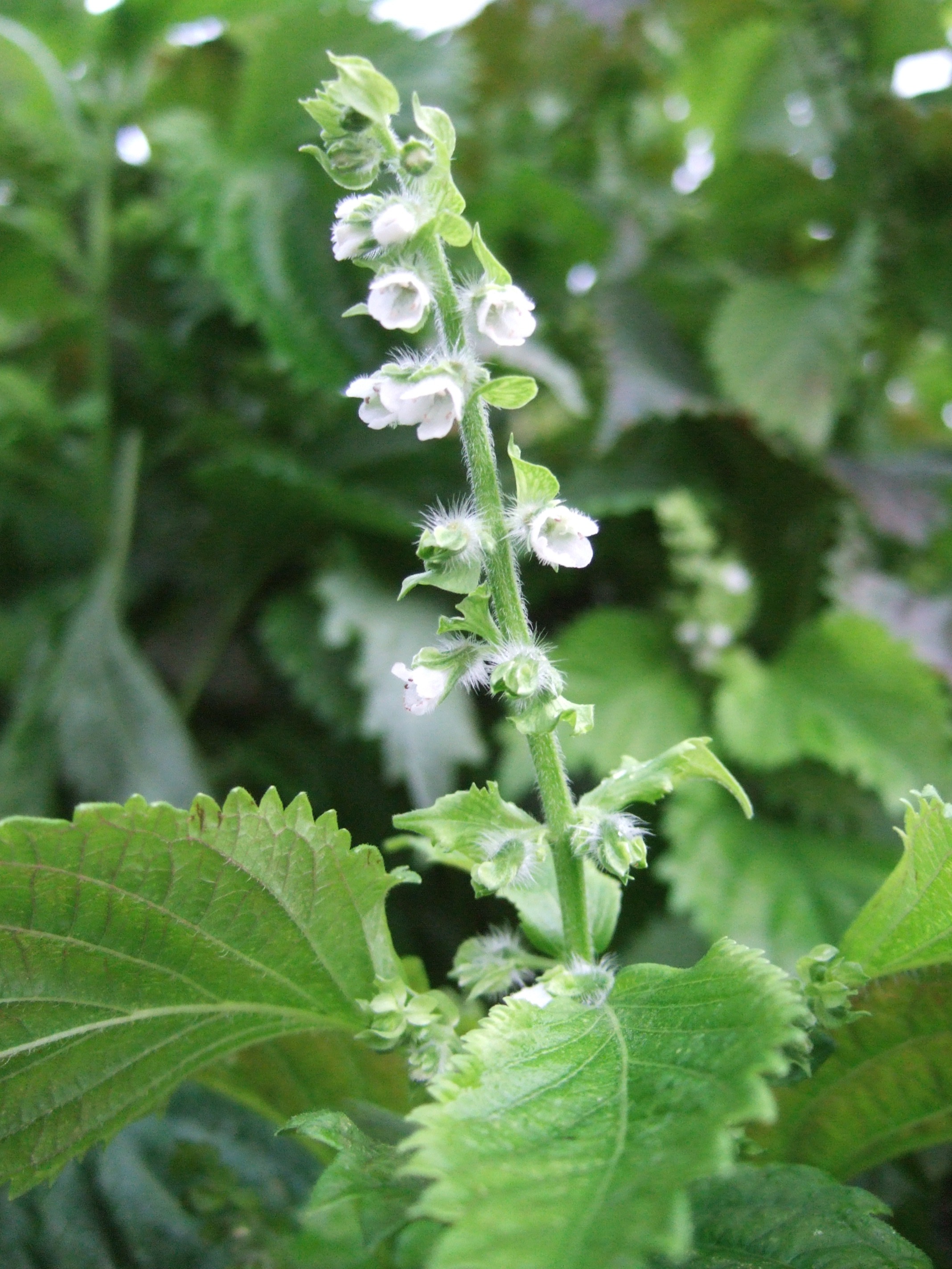 Shiso Nutritional Information at NamaYasai LLP - Japanese Vegetable ...